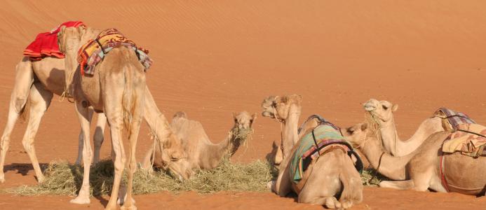 Reisiotsing ja reiside broneerimine - Reisid.ee